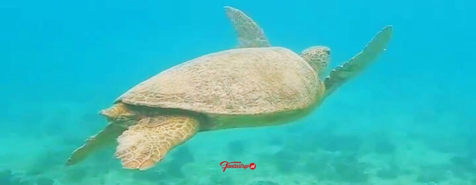 Penangkaran Penyu Pulau Sangalaki Kepulauan Derawan – Fantastrip Indonesia